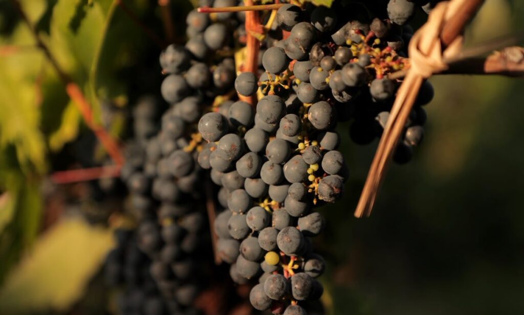 Así será la nueva edición del “Malbec World Day” que conectará a todo ...