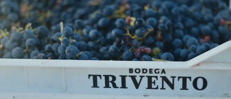 ¡Trivento lo hizo!: es la marca argentina de vino N°1 en el mundo - El ...